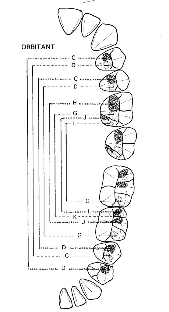 Réhabilitation neuro occlusive ou technique de Planas | eorthodontie